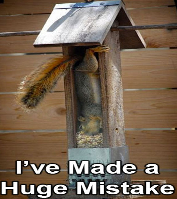 Squirrels – Little Squirrel Books